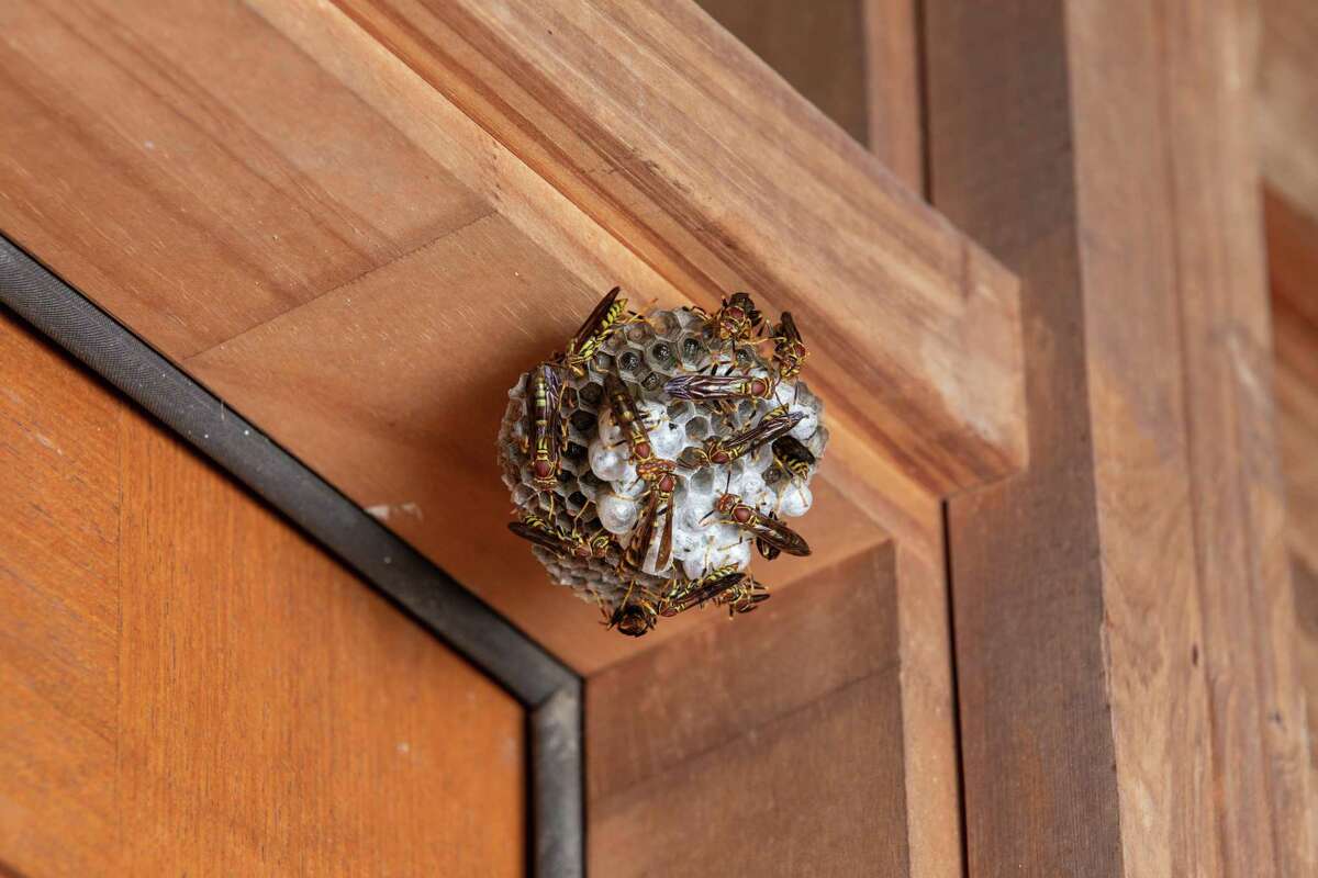 The buzz about paper wasps: these pollinators do more good than harm in ...