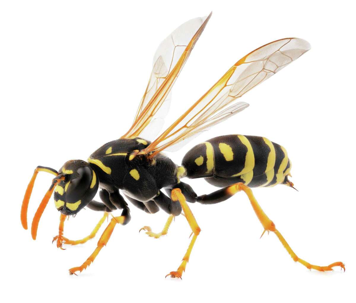 The buzz about paper wasps: these pollinators do more good than harm in ...