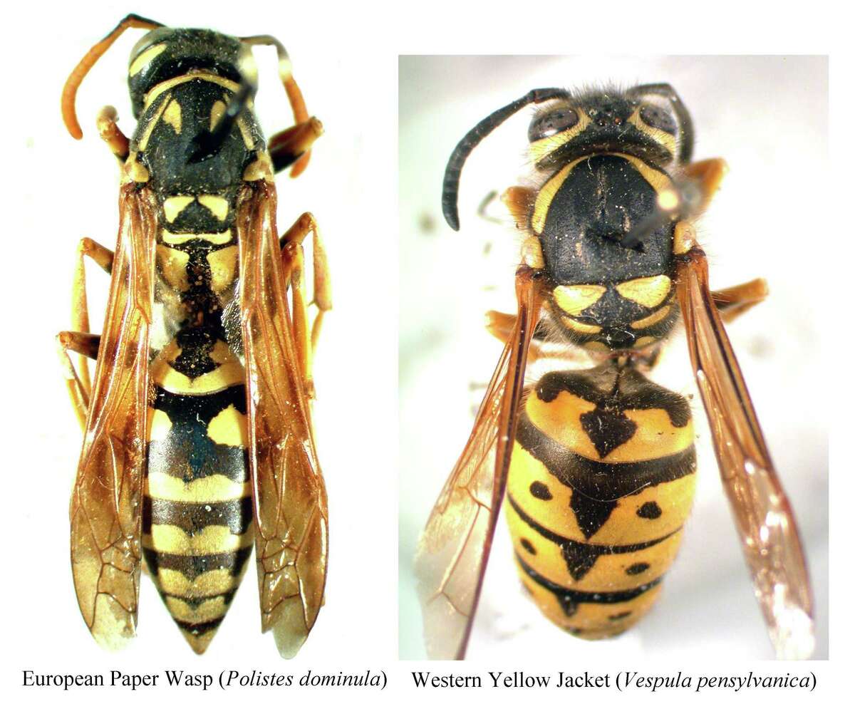 The buzz about paper wasps: these pollinators do more good than harm in ...