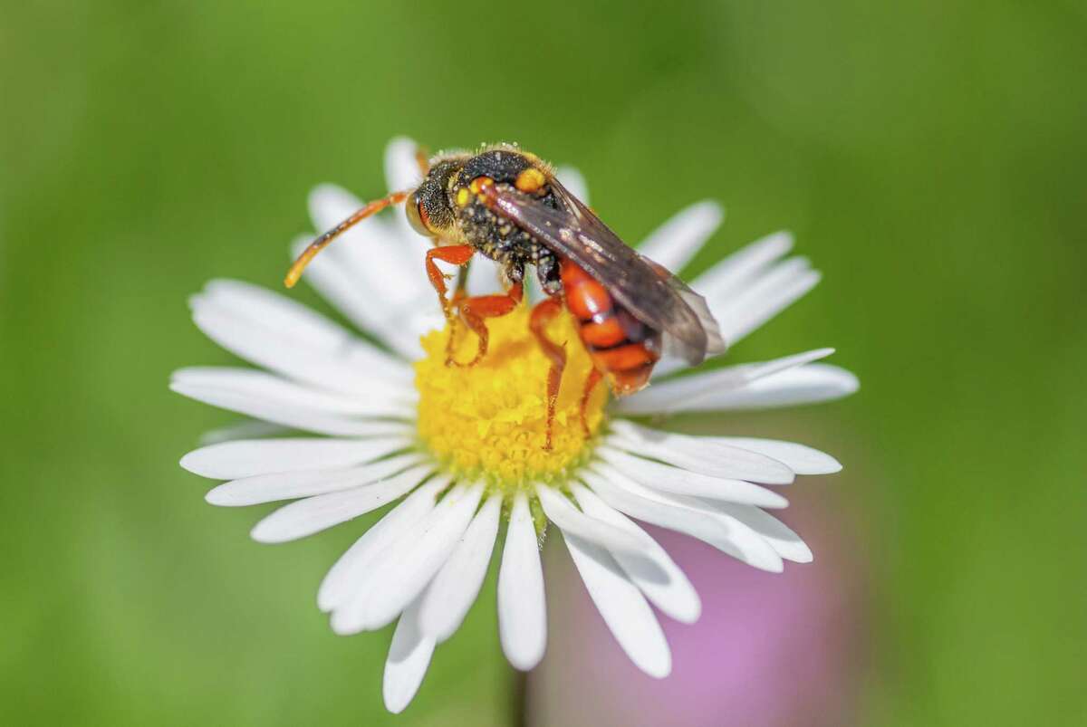 The buzz about paper wasps: these pollinators do more good than harm in ...
