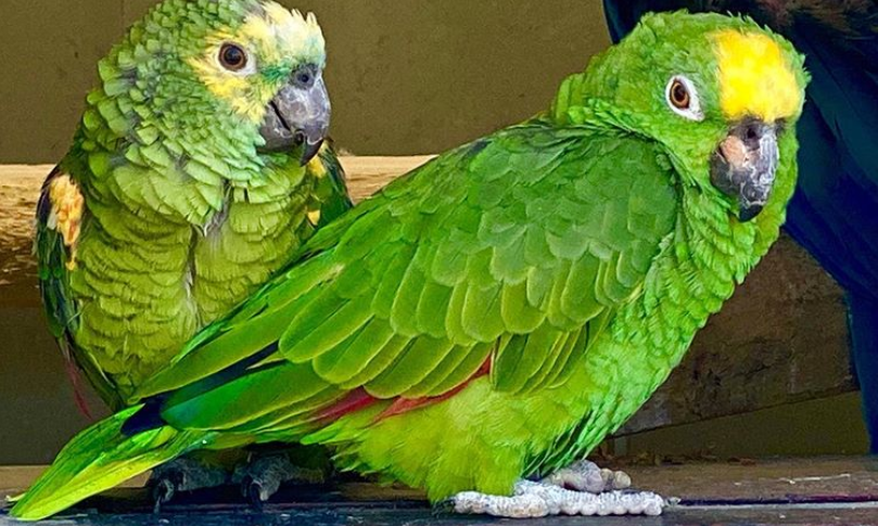 Chico the singing parrot pitches perfect rendition of Beyoncé’s ‘If I ...