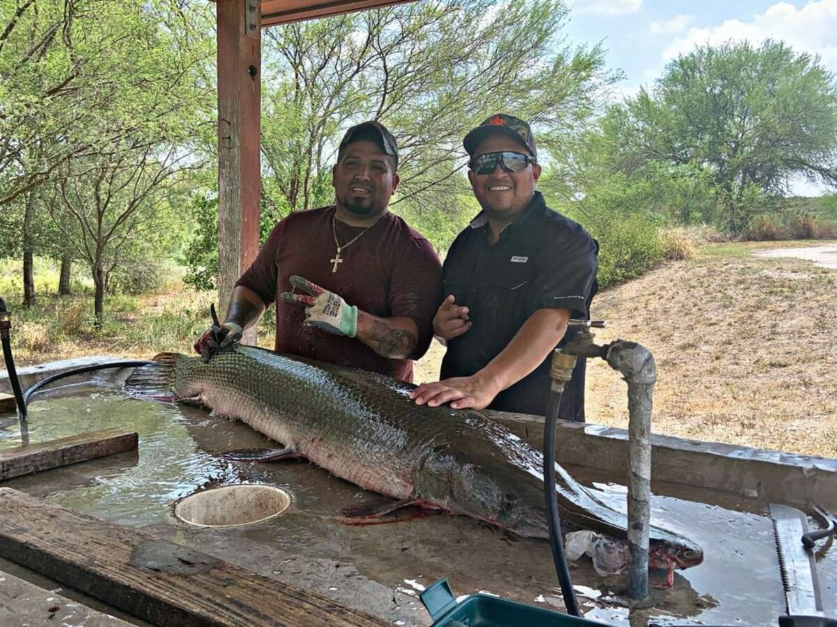 'We landed a river monster': San Antonio anglers catch 6 1/2-foot ...