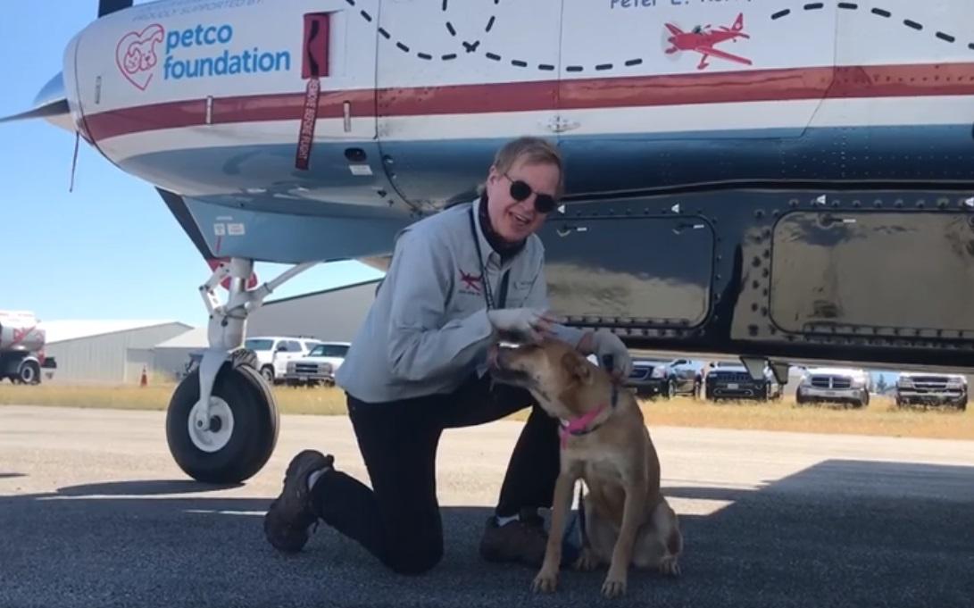 Dog is My CoPilot reaches 16K animals saved after Laredo trip