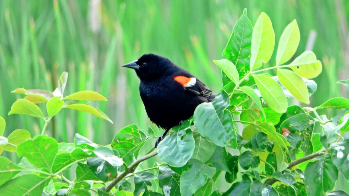 Black Things In Nature