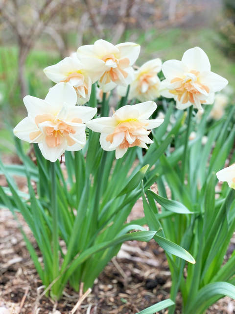 Trend-setting daffodils for gardens, bouquets