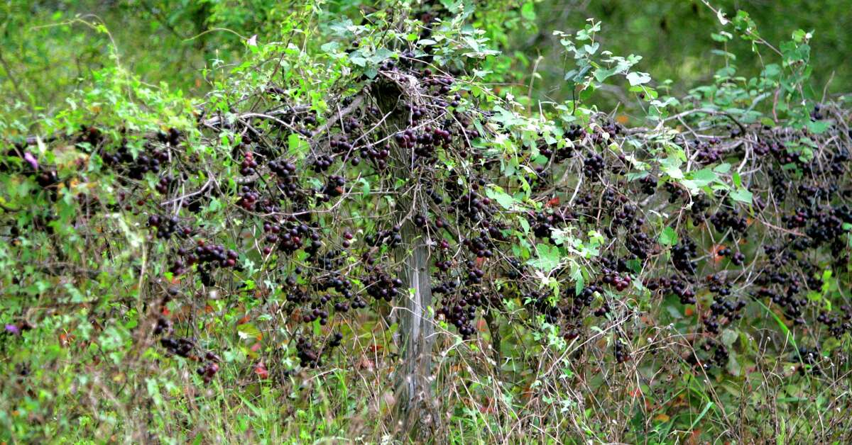 Robert Miller: Wild grape vines attract critters and kids alike