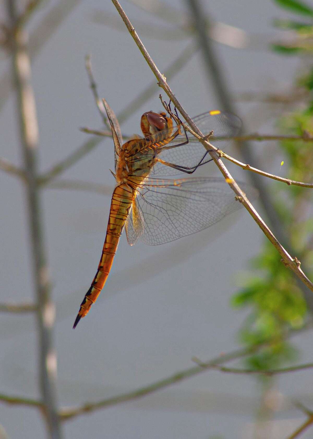 Like Winter Texans, wandering glider dragonflies meander to warmer climate