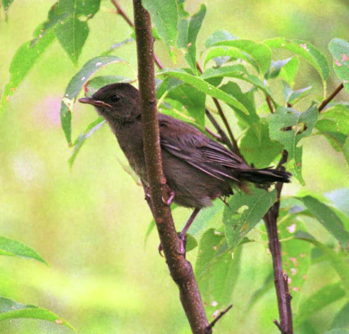 Kitty up a tree? Nope, it's a chatty gray catbird