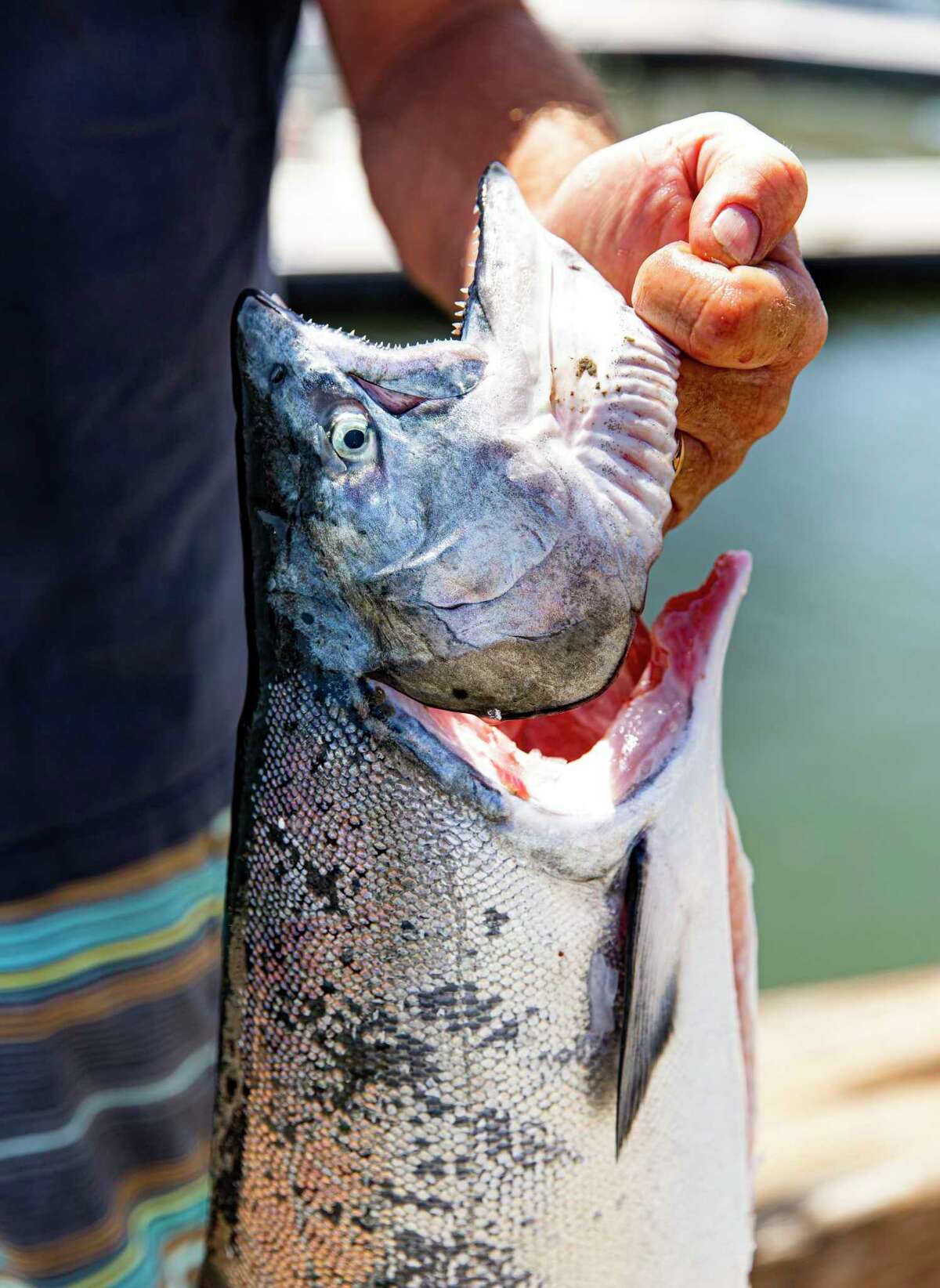 Santa Cruz fisher goes all in on seafood, whether it’s salmon — or ...