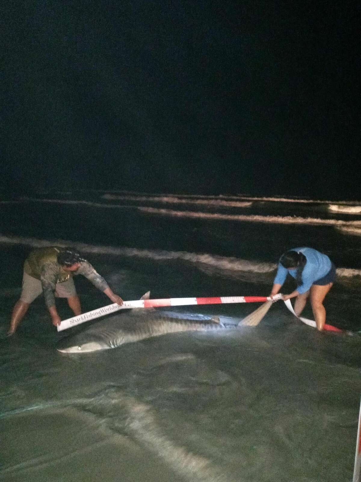 South Texas woman catches 9-foot, 300-pound shark from Corpus Christi beach