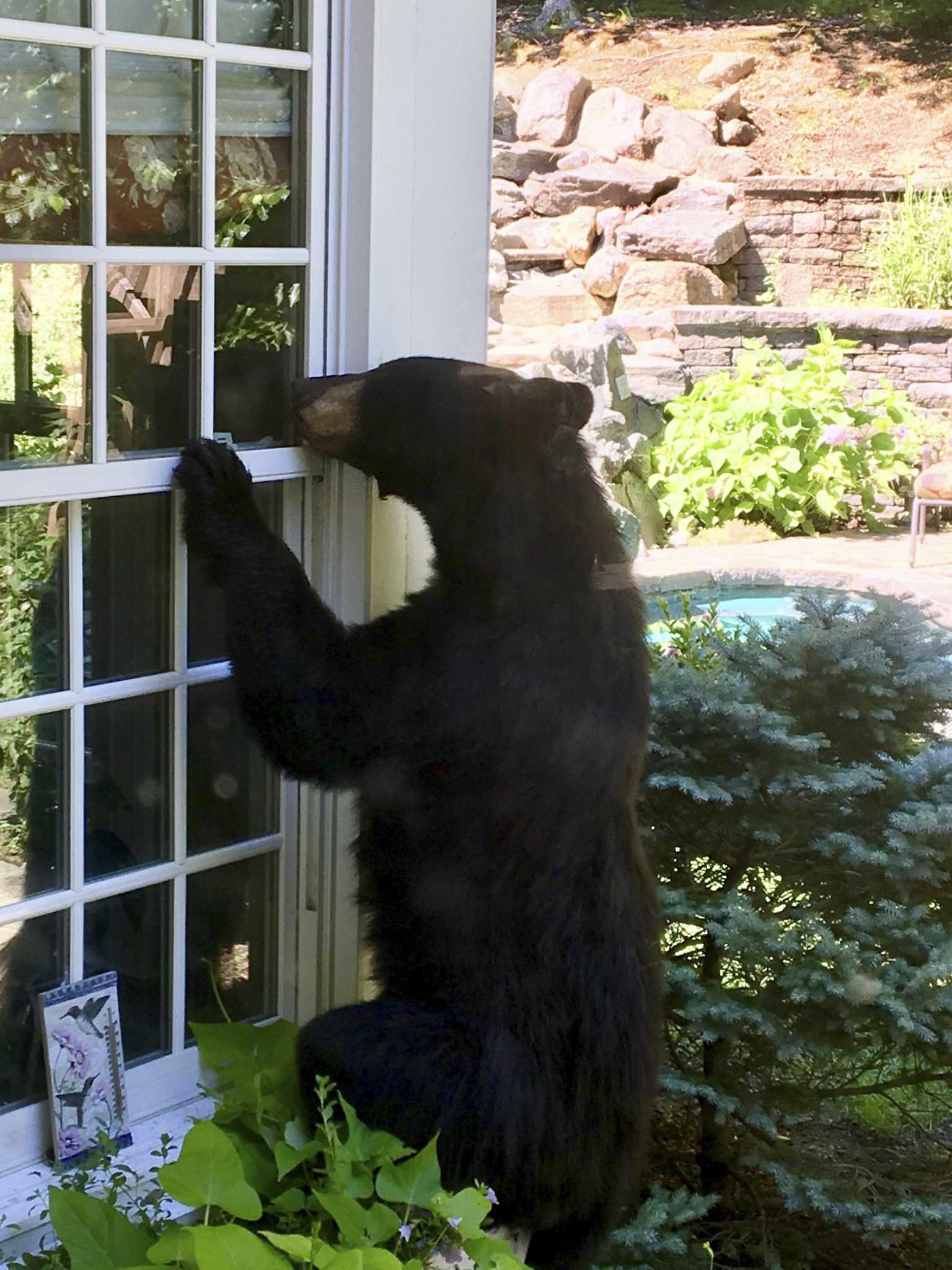 Viral brownie-sniffing bear shows back up in Avon neighborhood with cubs