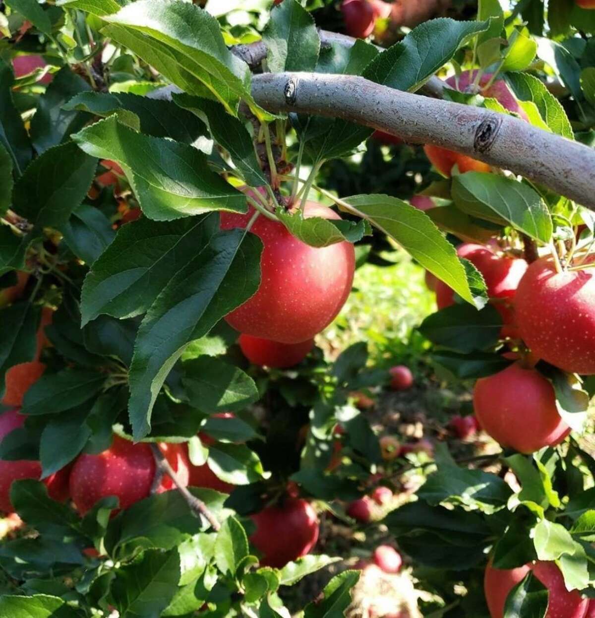 Conscious Cook: Relish the season with Autumn Apple Slaw