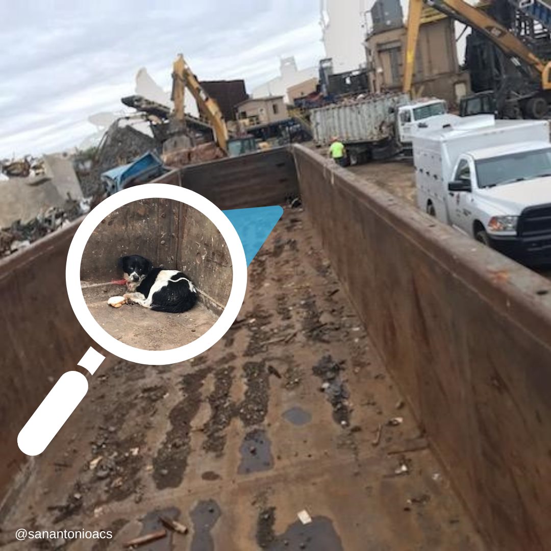 Stowaway dog riding train from Mexico finds forever home in San Antonio