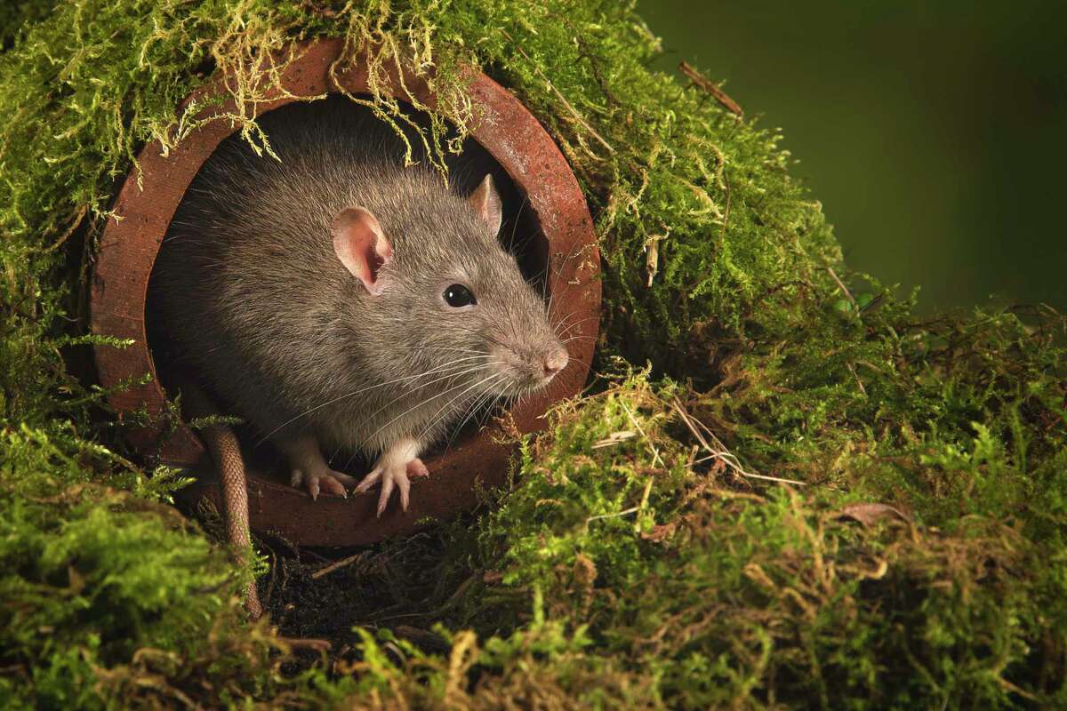 S.A.’s Common Critters: Learning to love the common house rat — or at ...
