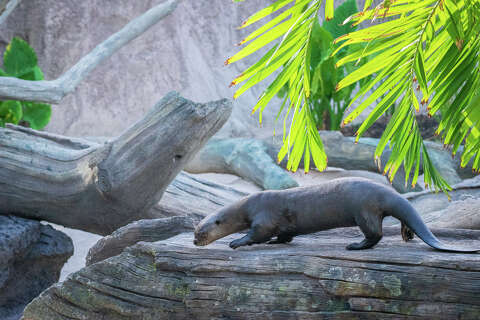 16 must-see Houston Zoo exhibits and attractions