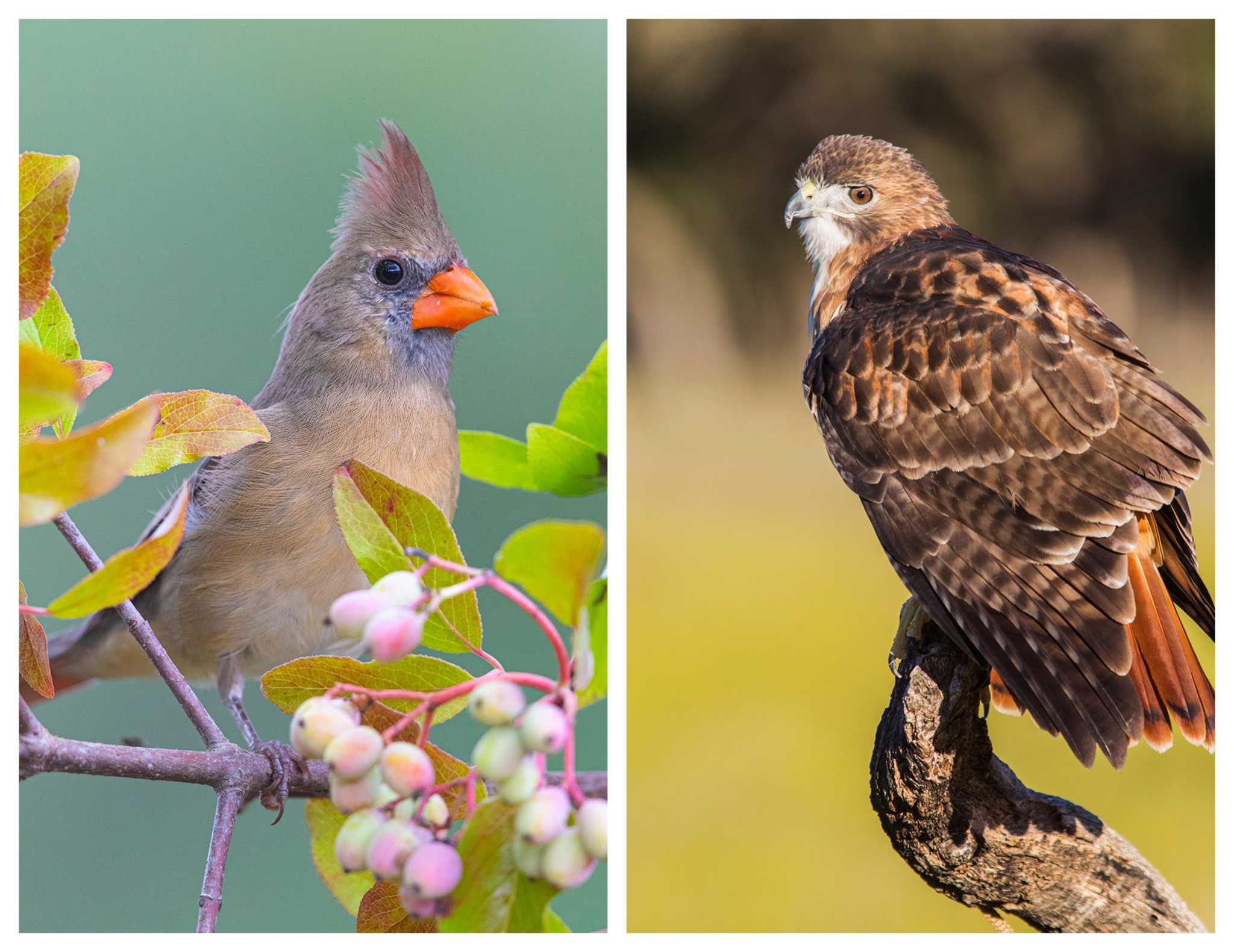 Bet you didn’t know these amazing facts about birds