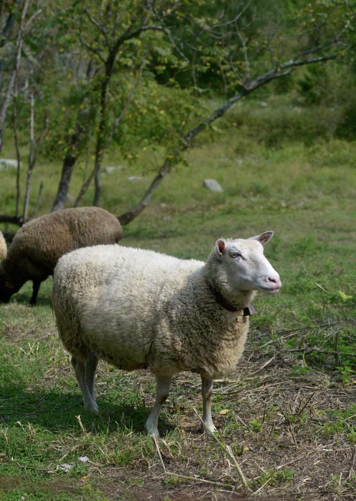 One of CT’s oldest farms now permanently protected in Roxbury