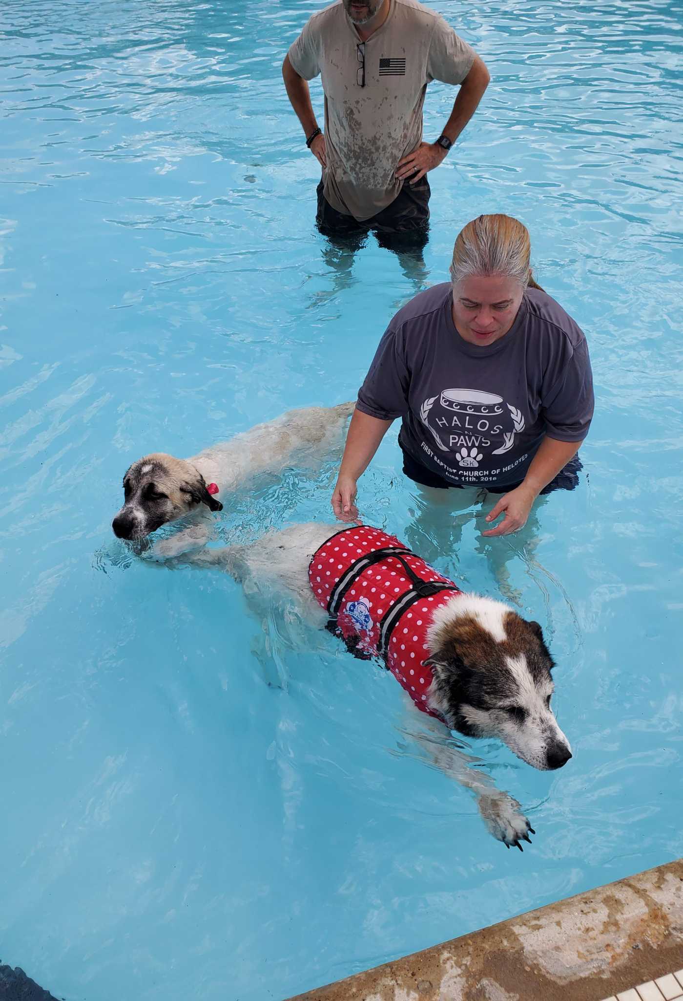 Canines, humans alike enjoy getting ‘Paws In The Pool’