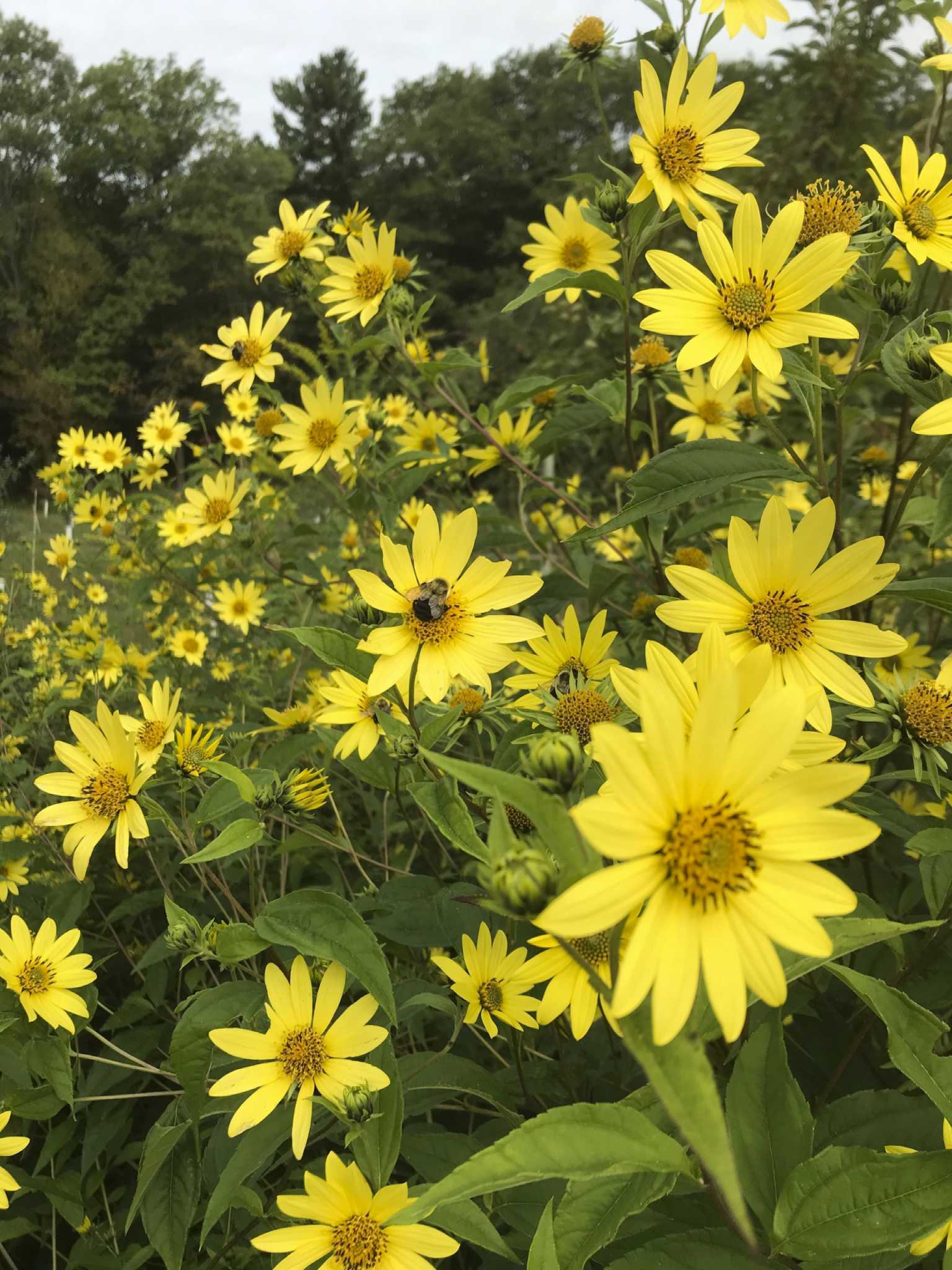 Chuck Martin: Things plants do for love