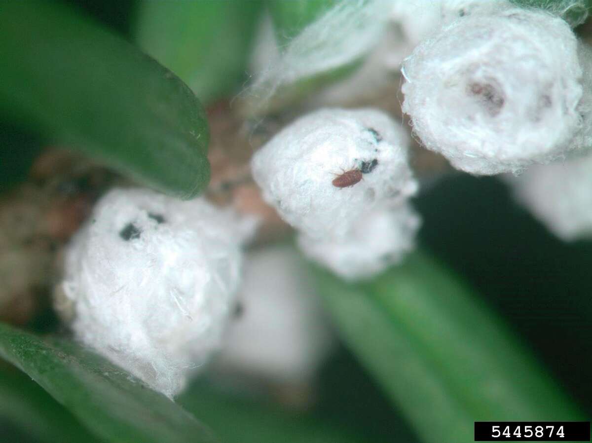 MDARD updates state’s two hemlock woolly adelgid quarantines