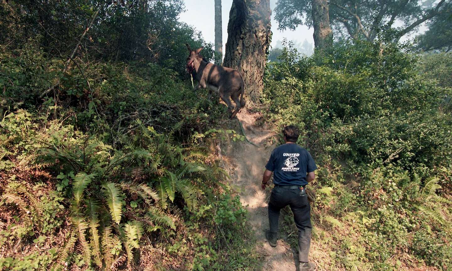 ‘Blaze races to sea’: The Mount Vision fire threatens Point Reyes 25 ...