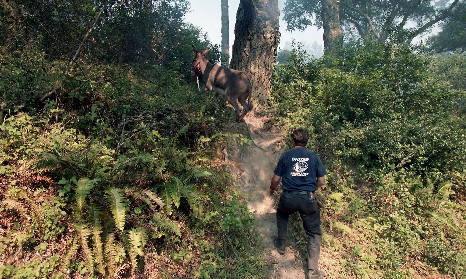 ‘Blaze races to sea’: The Mount Vision fire threatens Point Reyes 25 ...