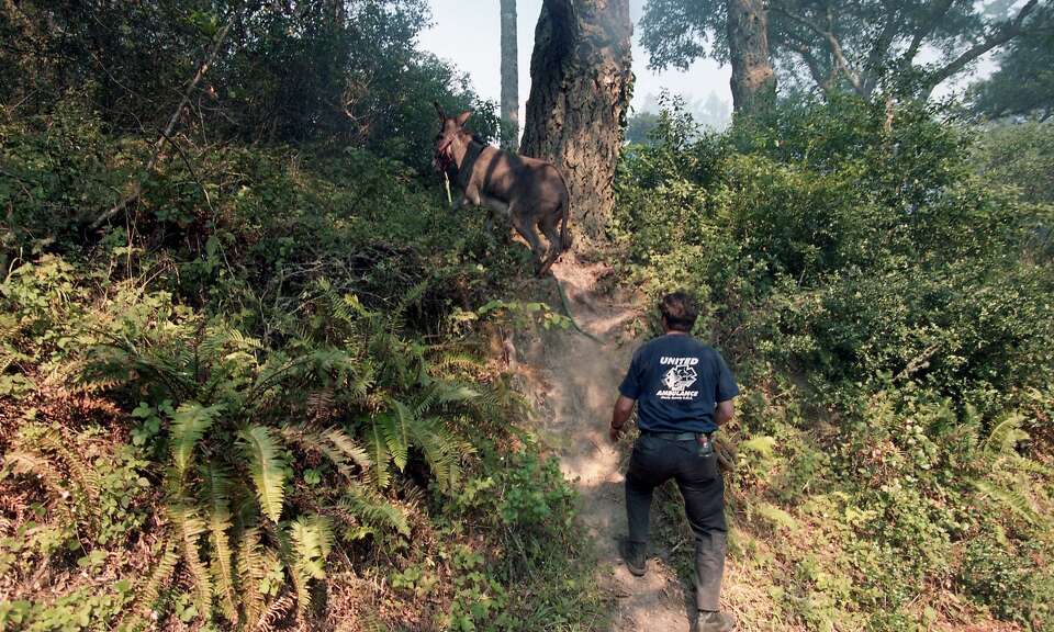 ‘Blaze races to sea’: The Mount Vision fire threatens Point Reyes 25 ...