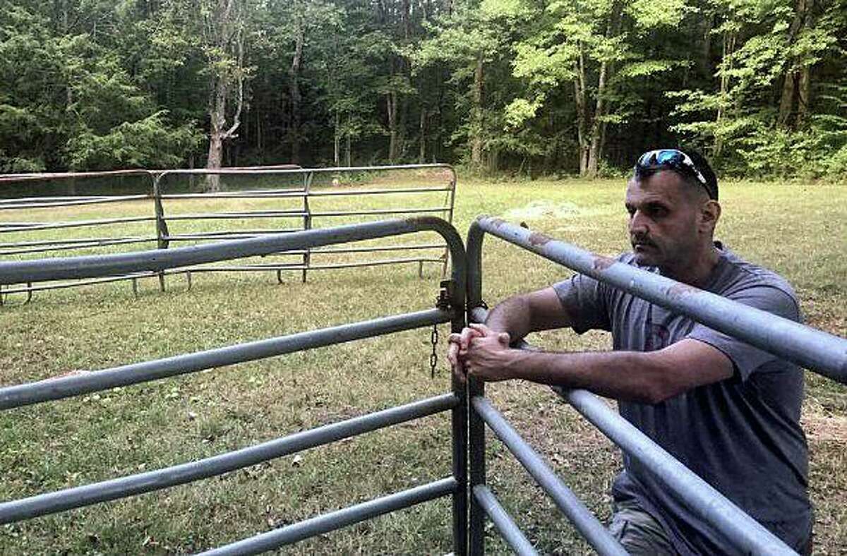 After 7 weeks on the lam, the latest on ‘Buddy the Beefalo’