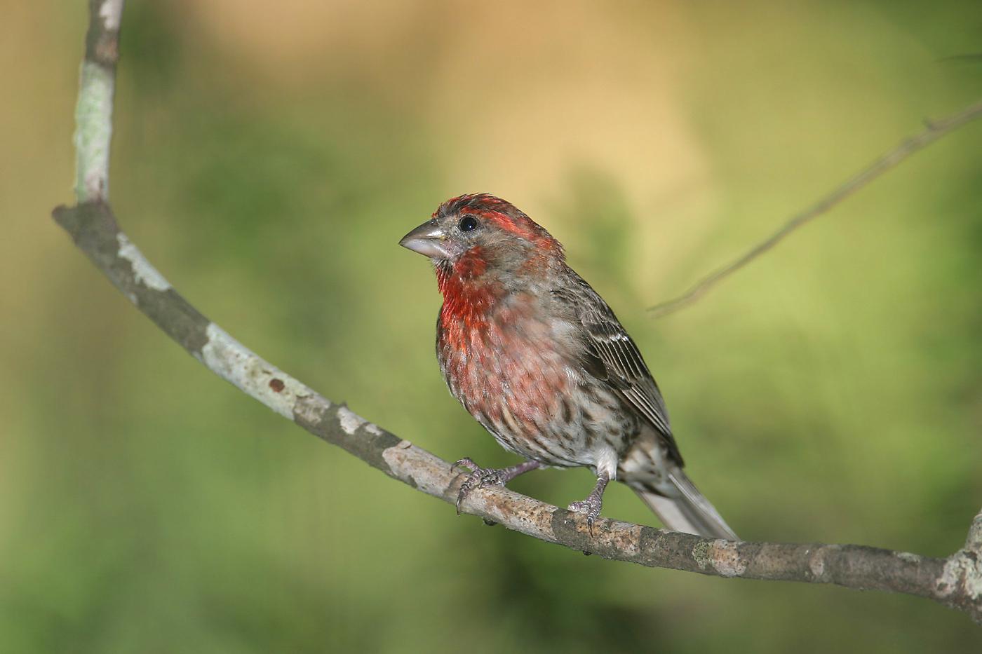 Where do birds go in a hurricane?