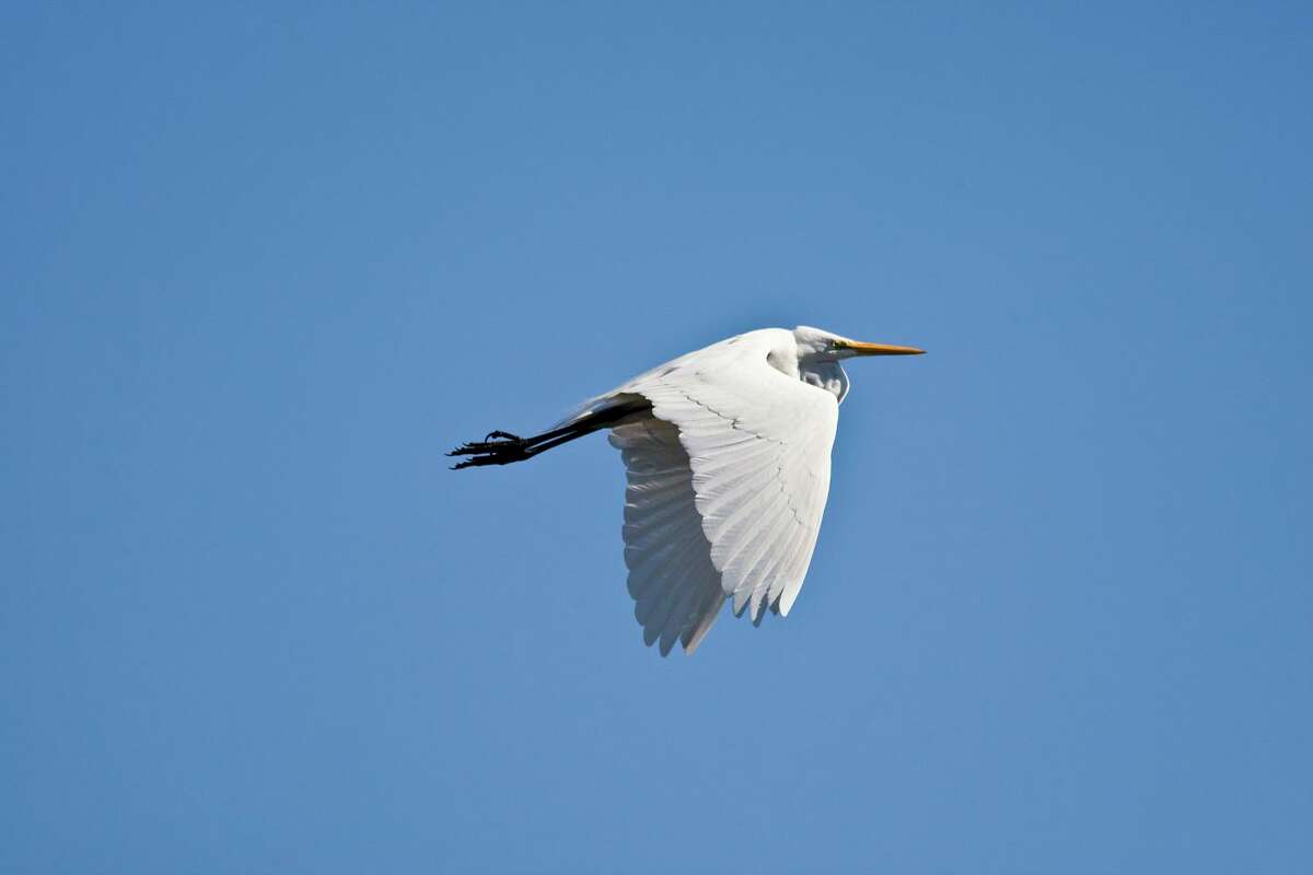 Where do birds go in a hurricane?