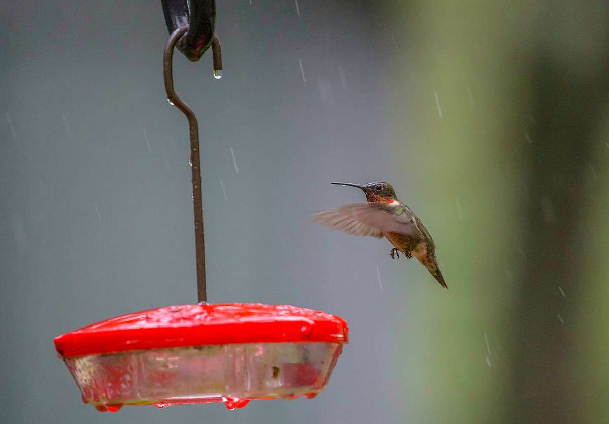 Where do birds go in a hurricane?
