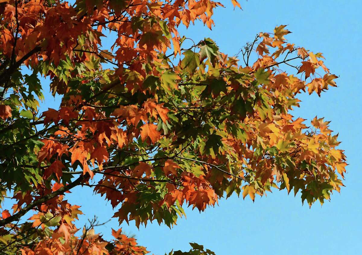 What a long, hot and dry summer means for Capital Region leaf-peeping
