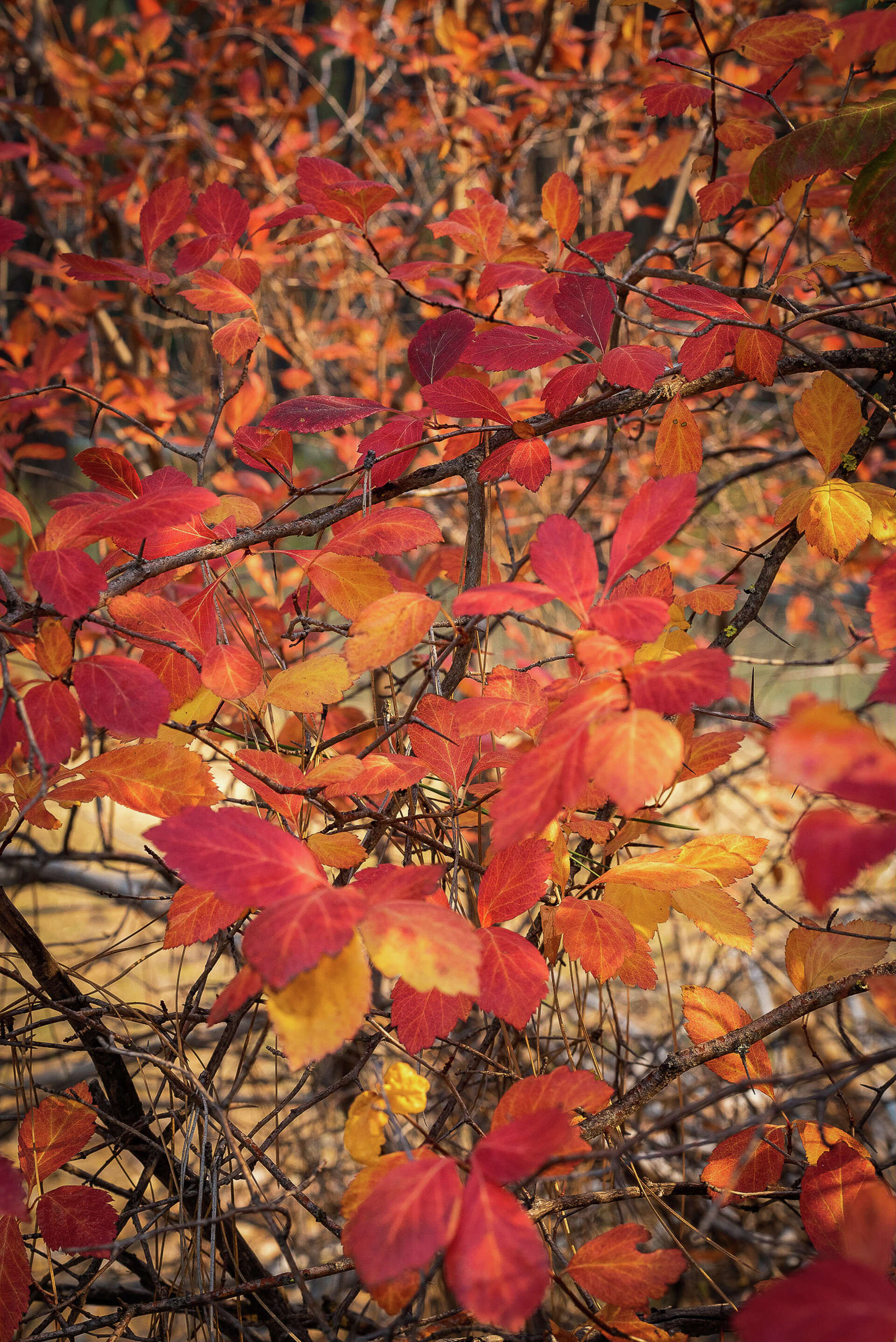 Where to find the prettiest fall foliage in Northern California and Bay ...