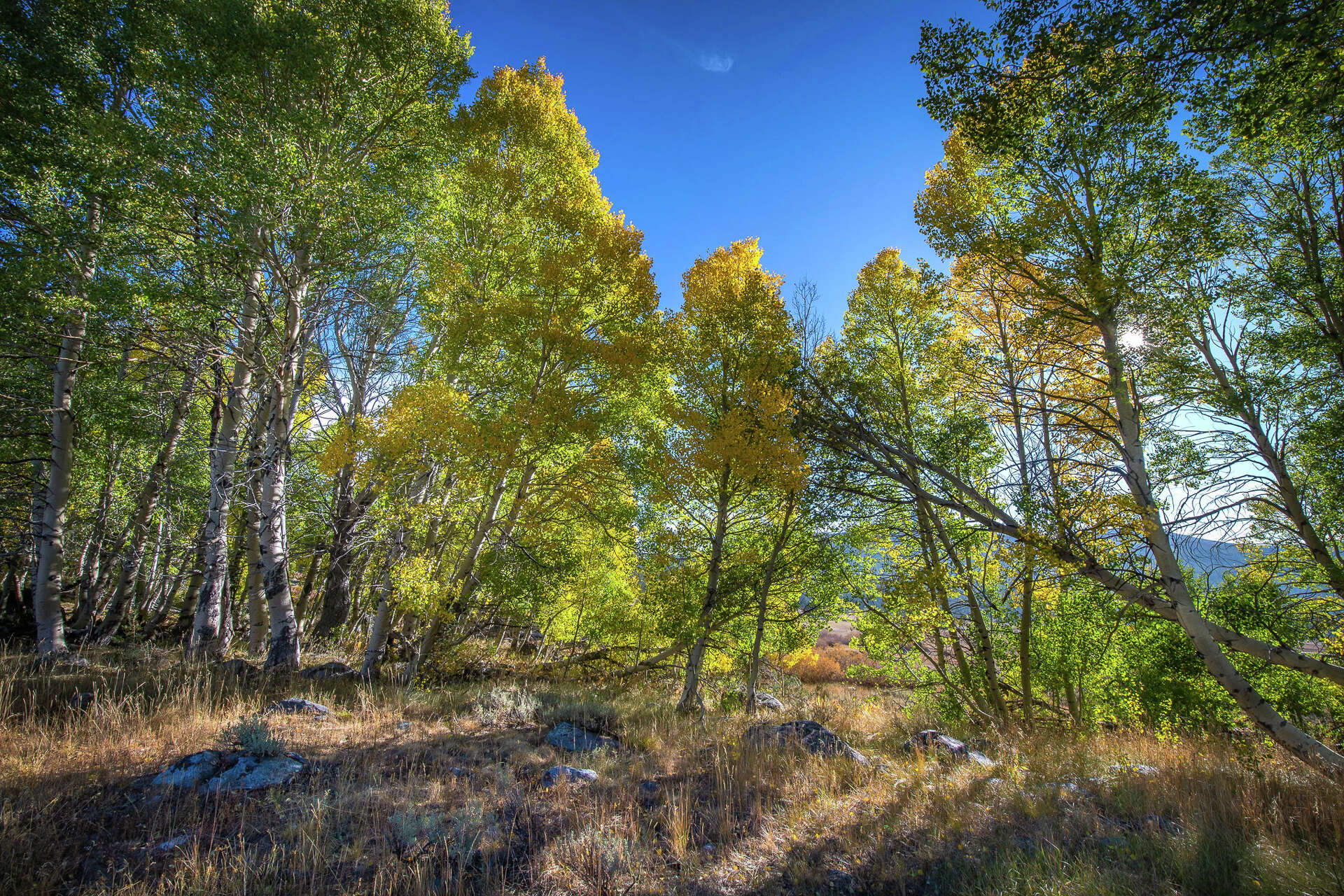 Where to find the prettiest fall foliage in Northern California and Bay ...