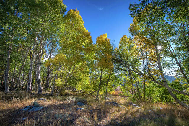 Where to find the prettiest fall foliage in Northern California and Bay ...