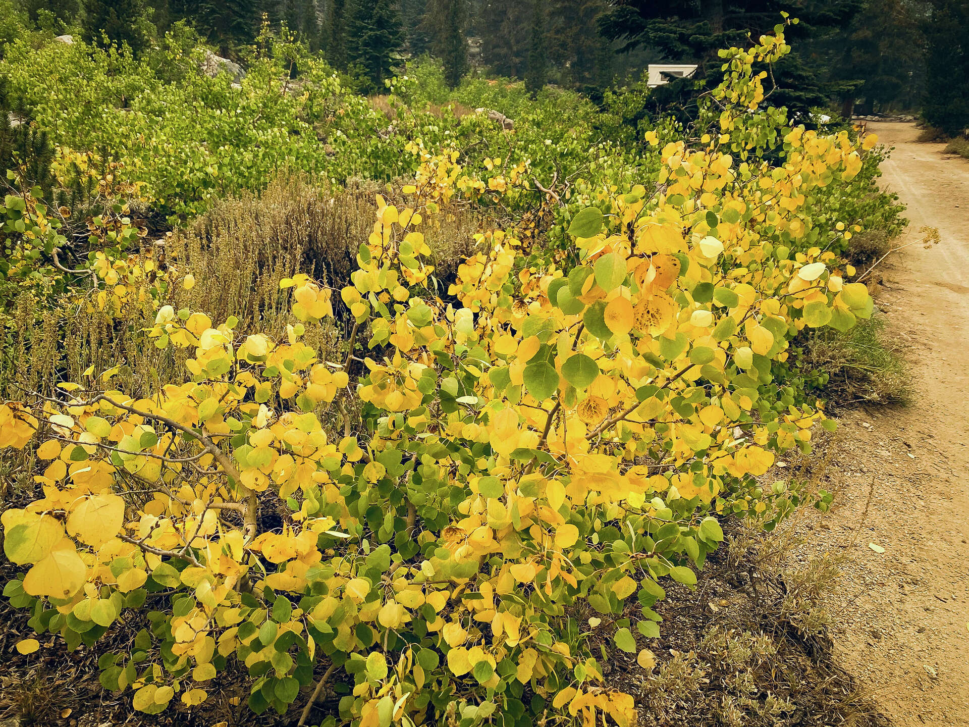 Where to find the prettiest fall foliage in Northern California and Bay ...