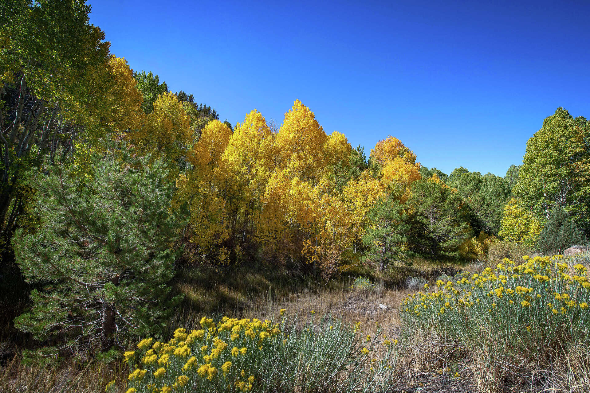 Where to find the prettiest fall foliage in Northern California and Bay ...