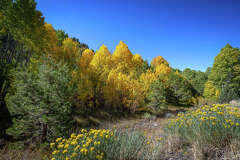 Where to find the prettiest fall foliage in Northern California and Bay ...