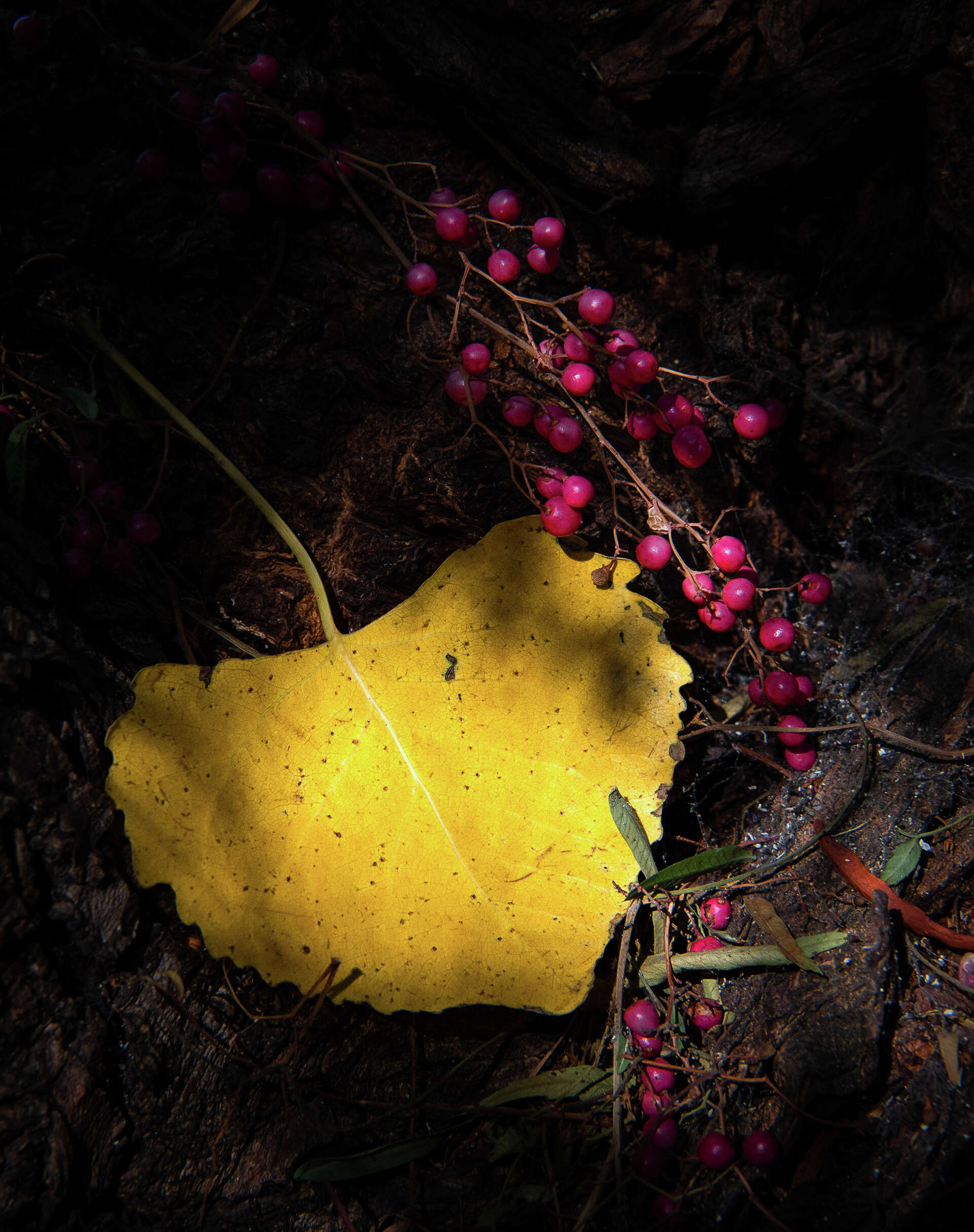 Where to find the prettiest fall foliage in Northern California and Bay ...