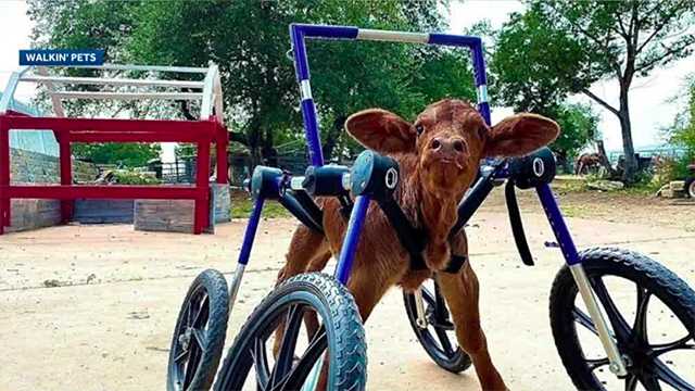 Disabled baby cow takes first steps — thanks to custom wheelchair