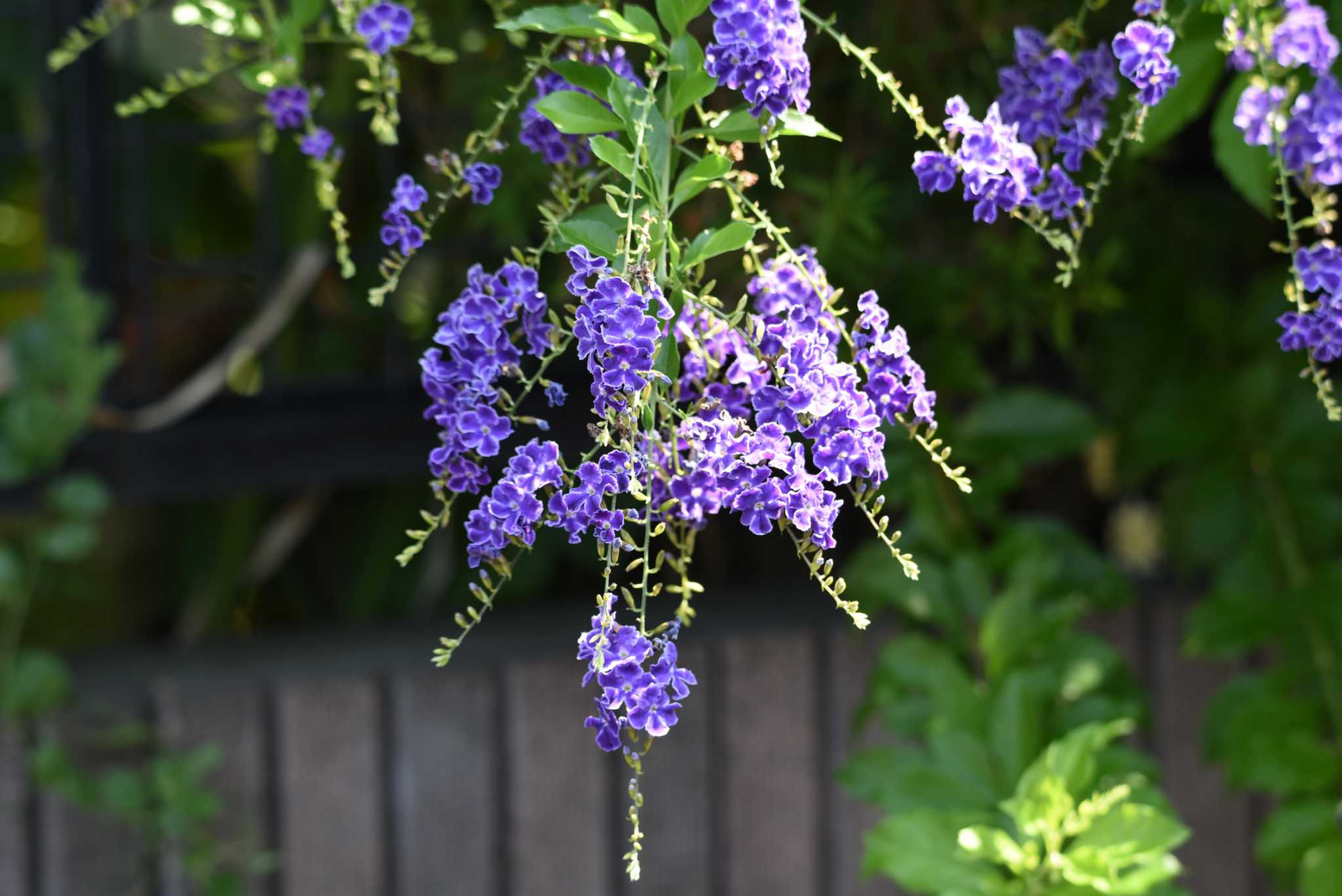 Calvin Finch: What’s blooming in San Antonio gardens in October