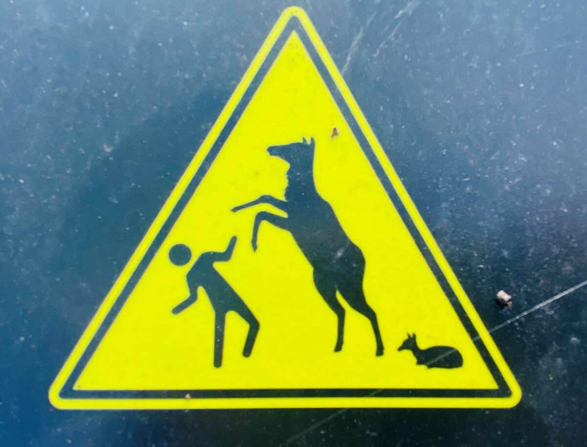 Elk-human conflict on the rise in Northern California