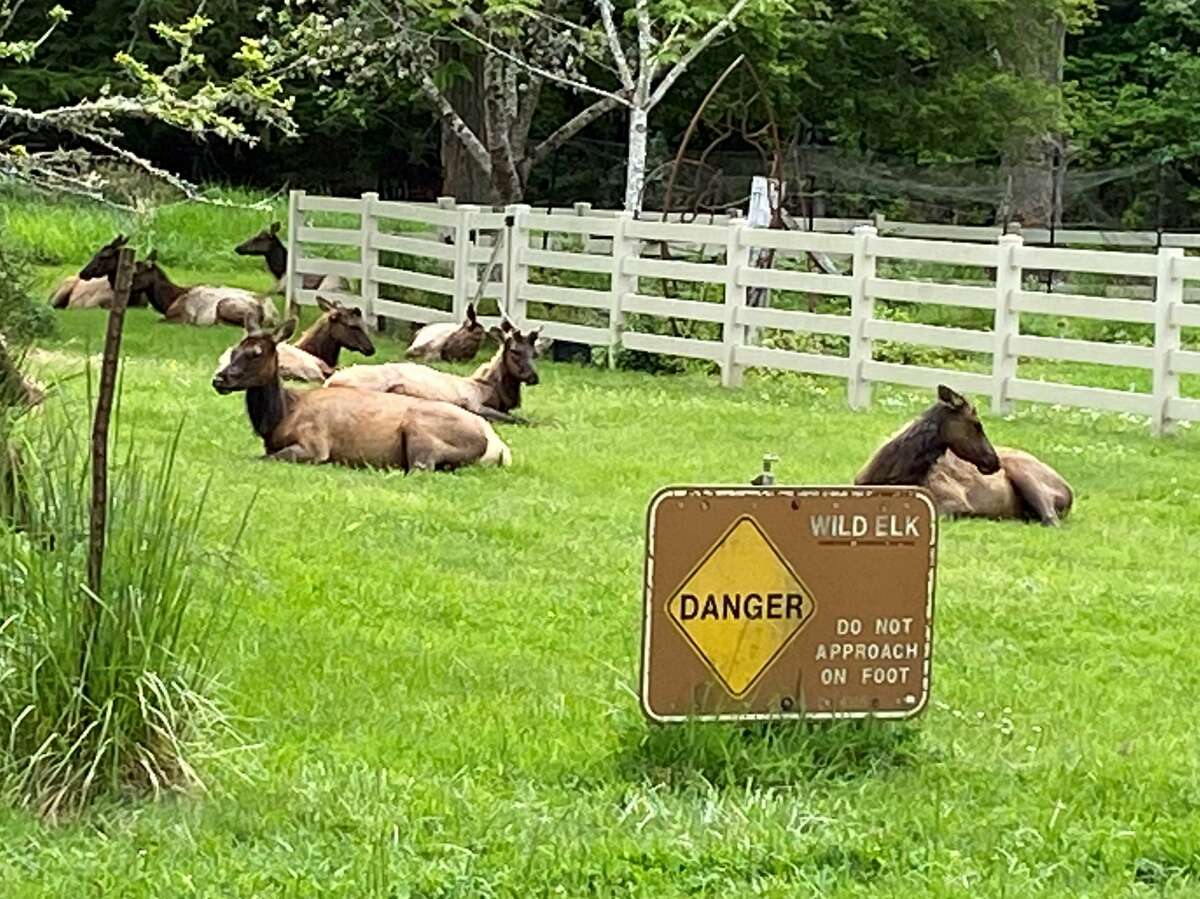 Elk-human conflict on the rise in Northern California