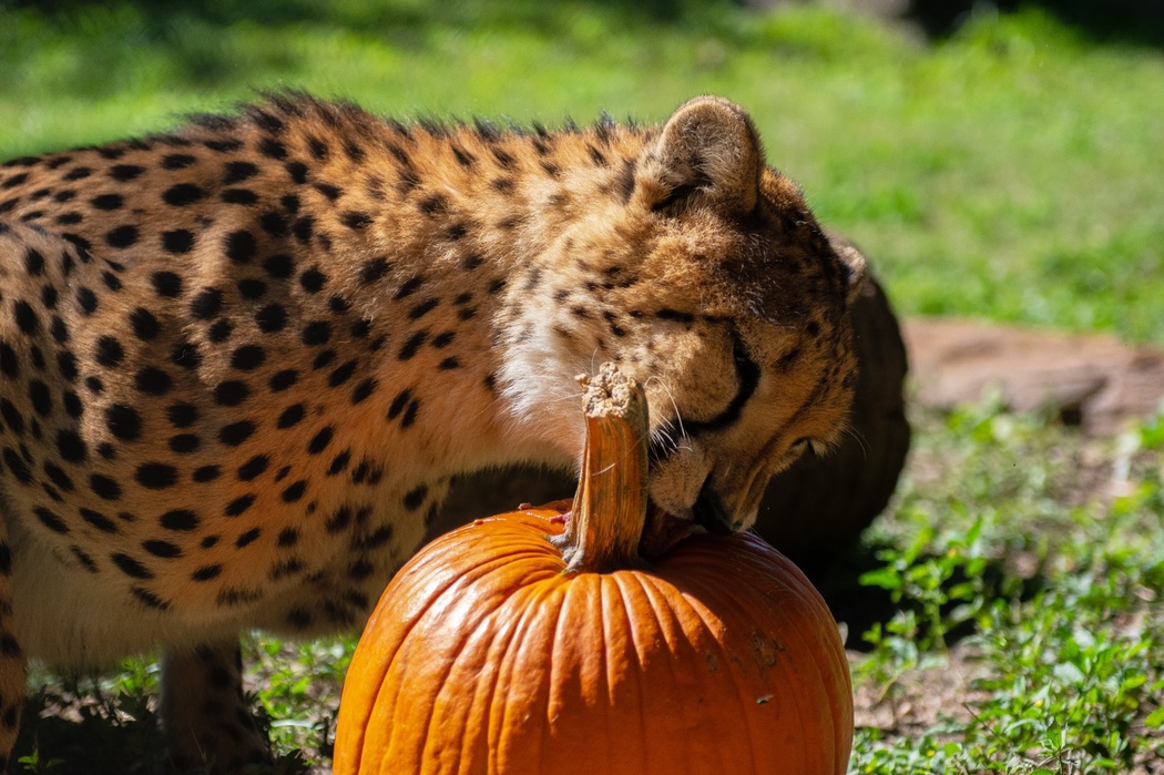 Zoo Boo returns with new experiences and social distancing