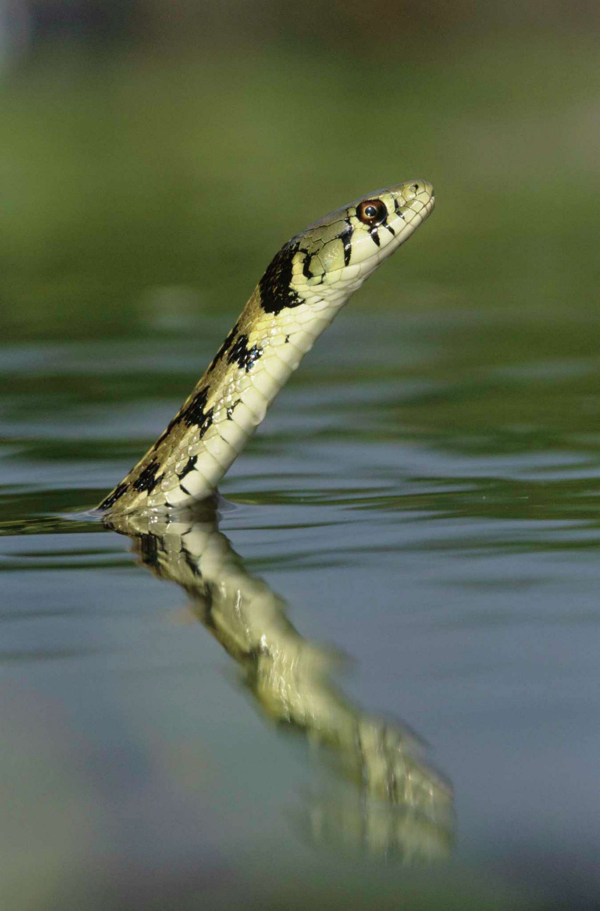 Checkered garter snake a gentle, gorgeous snake that’s common in San ...