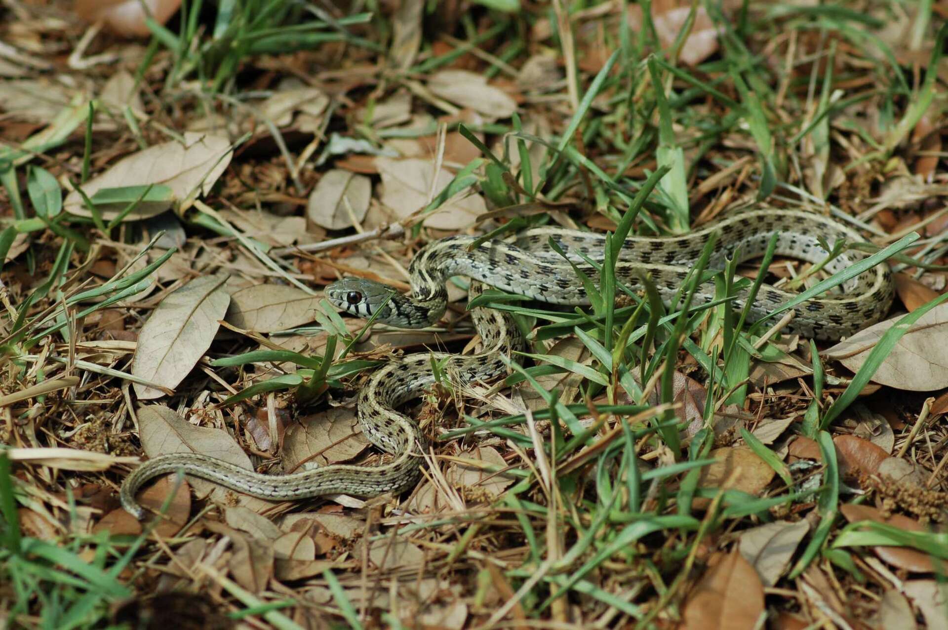 Checkered garter snake a gentle, gorgeous snake that’s common in San ...