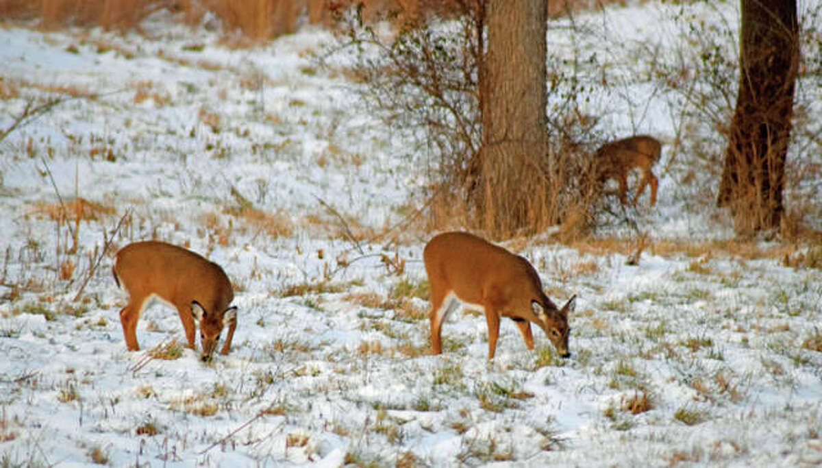 Deer season: Madison County was 2nd for crashes in 2019