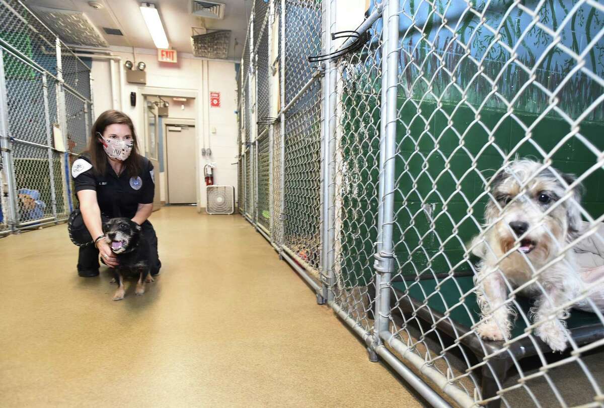 Why Branford’s ‘unique and special’ animal shelter still needs $275,000