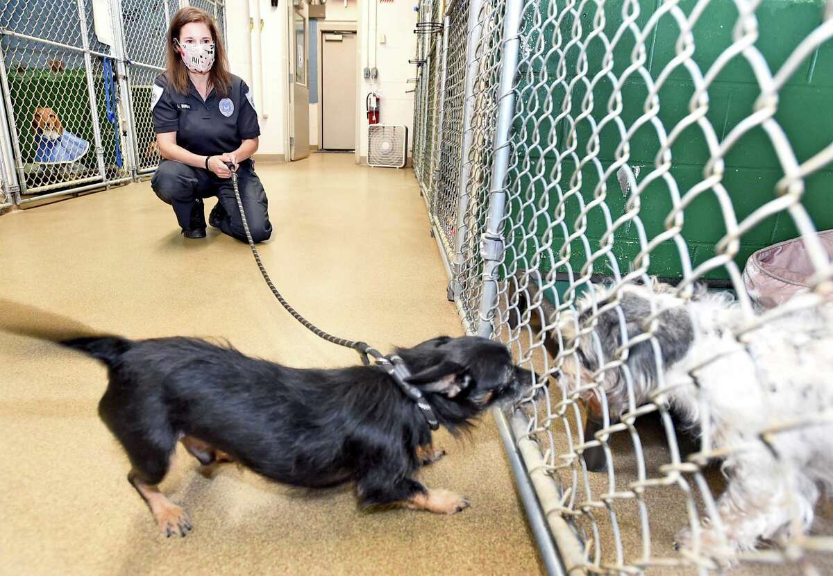Why Branford’s ‘unique and special’ animal shelter still needs $275,000