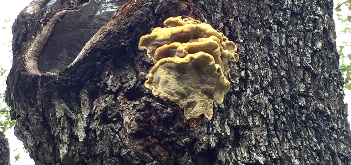 Neil Sperry: This mushroom is a sign of tree death